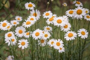 Daisy vs Sunflower - Let’s know the difference - Your Lawn Fairy