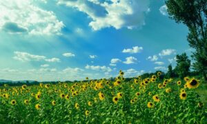 Daisy vs Sunflower - Let’s know the difference - Your Lawn Fairy