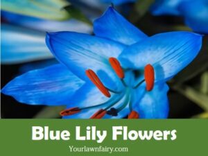 Blue Lily Flowers| All You Need to Know About – Your Lawn Fairy