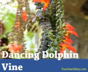 Dancing Dolphin Vine | All You Need To Know About – Your Lawn Fairy