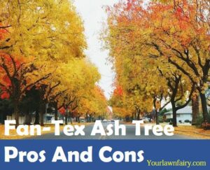 Fan-Tex Ash Tree Pros And Cons – Your Lawn Fairy