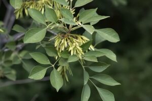 Fan-Tex Ash Tree Pros And Cons – Your Lawn Fairy