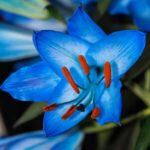 Blue Lily Flowers| All You Need to Know About – Your Lawn Fairy