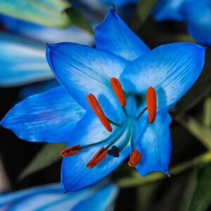 Blue Lily Flowers| All You Need to Know About – Your Lawn Fairy