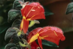 Dancing Dolphin Vine | All You Need To Know About – Your Lawn Fairy