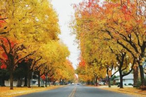 Fan-Tex Ash Tree Pros And Cons – Your Lawn Fairy
