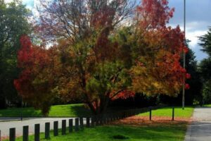 Raywood Ash Tree Pros And Cons – Your Lawn Fairy