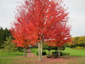 Redpointe Maple Pros And Cons – Your Lawn Fairy