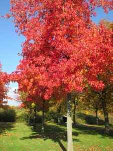 Redpointe Maple Pros And Cons – Your Lawn Fairy