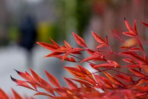 Red Push Pistache Pros And Cons – Your Lawn Fairy