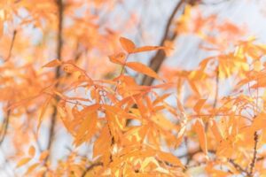 Red Push Pistache Pros And Cons – Your Lawn Fairy