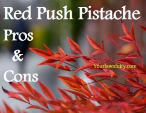 Red Push Pistache Pros And Cons – Your Lawn Fairy