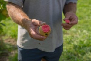 Apple Pink Inside: What are They & Their Common Varieties – Your Lawn Fairy