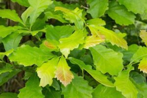 Swamp White Oak Tree Pros And Cons – Your Lawn Fairy