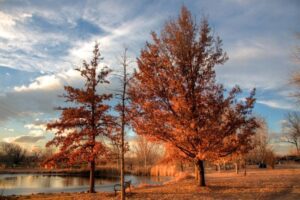 Swamp White Oak Tree Pros And Cons – Your Lawn Fairy